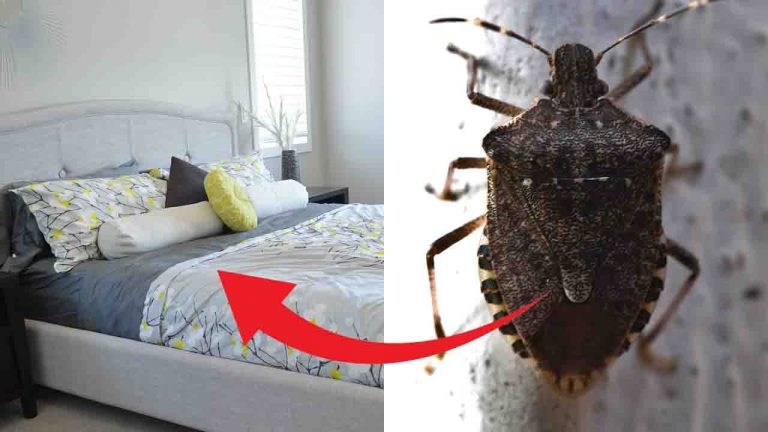 Il tuo letto è pieno di cimici, come riconoscerle e quali sono i ...