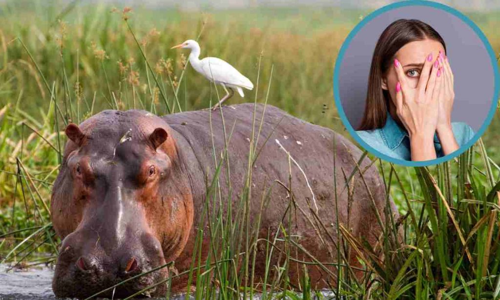 Bimbo 2 anni ingoiato da un ippopotamo, lo vomita esce illeso ...