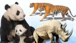 Animali in via di estinzione: quali sono e cosa si può fare per ...